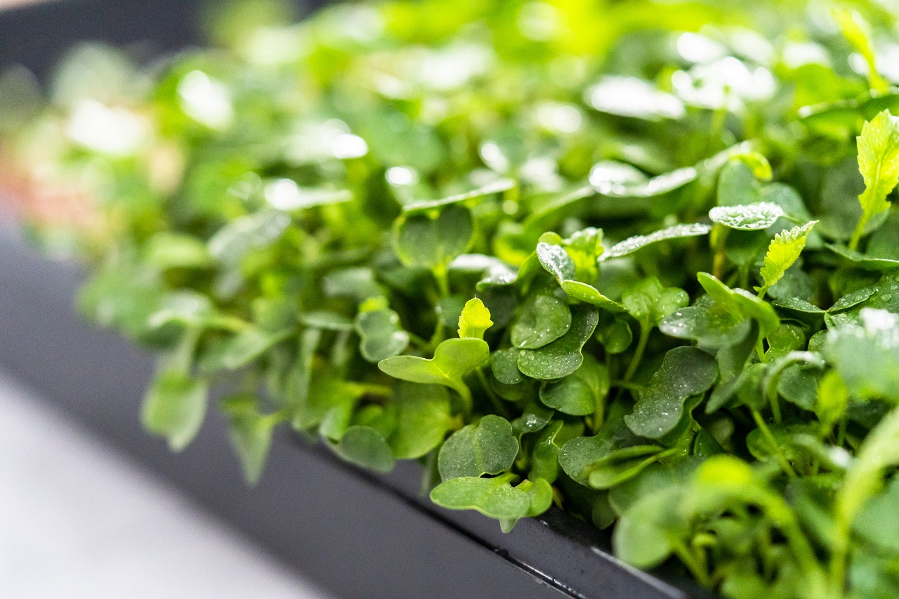 Best Shallow Trays for Growing Microgreens At Home