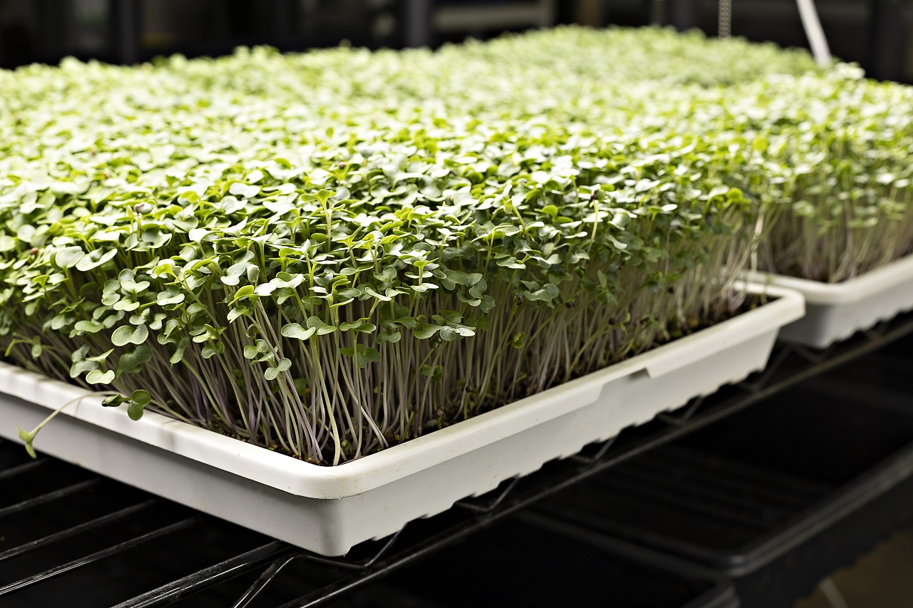 Best Shallow Trays for Growing Microgreens At Home
