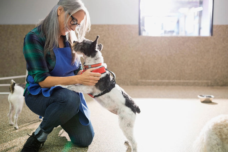 How to Start a Dog Boarding Business: 8 Steps to Get You Started. — PetExec