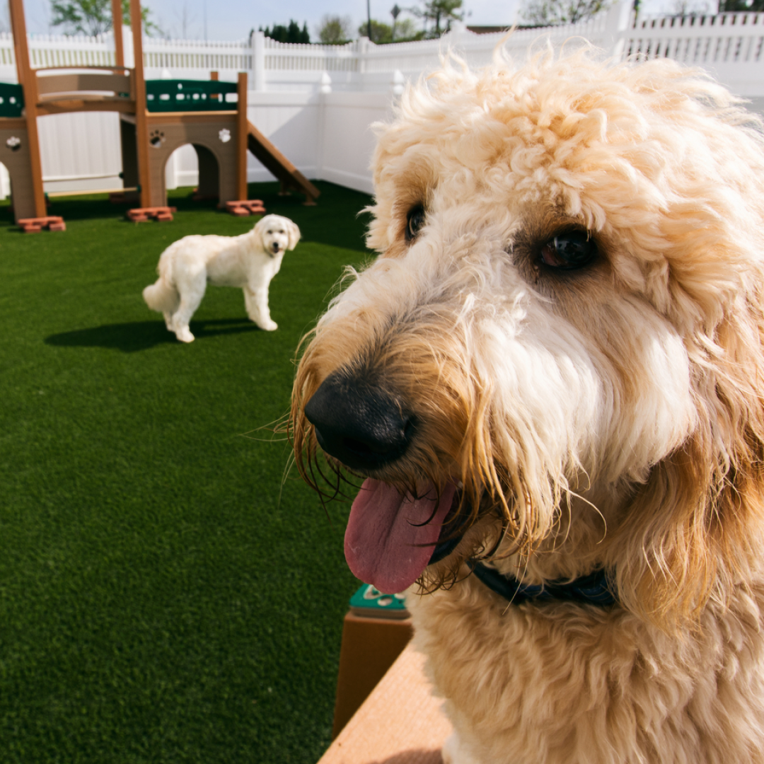 Dog Temperament Tests for Dog Daycare — PetExec
