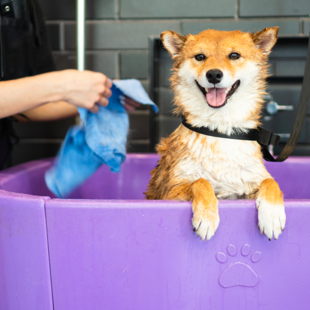 Dog Report Cards: Benefits, Examples and Templates for Your Pet ...