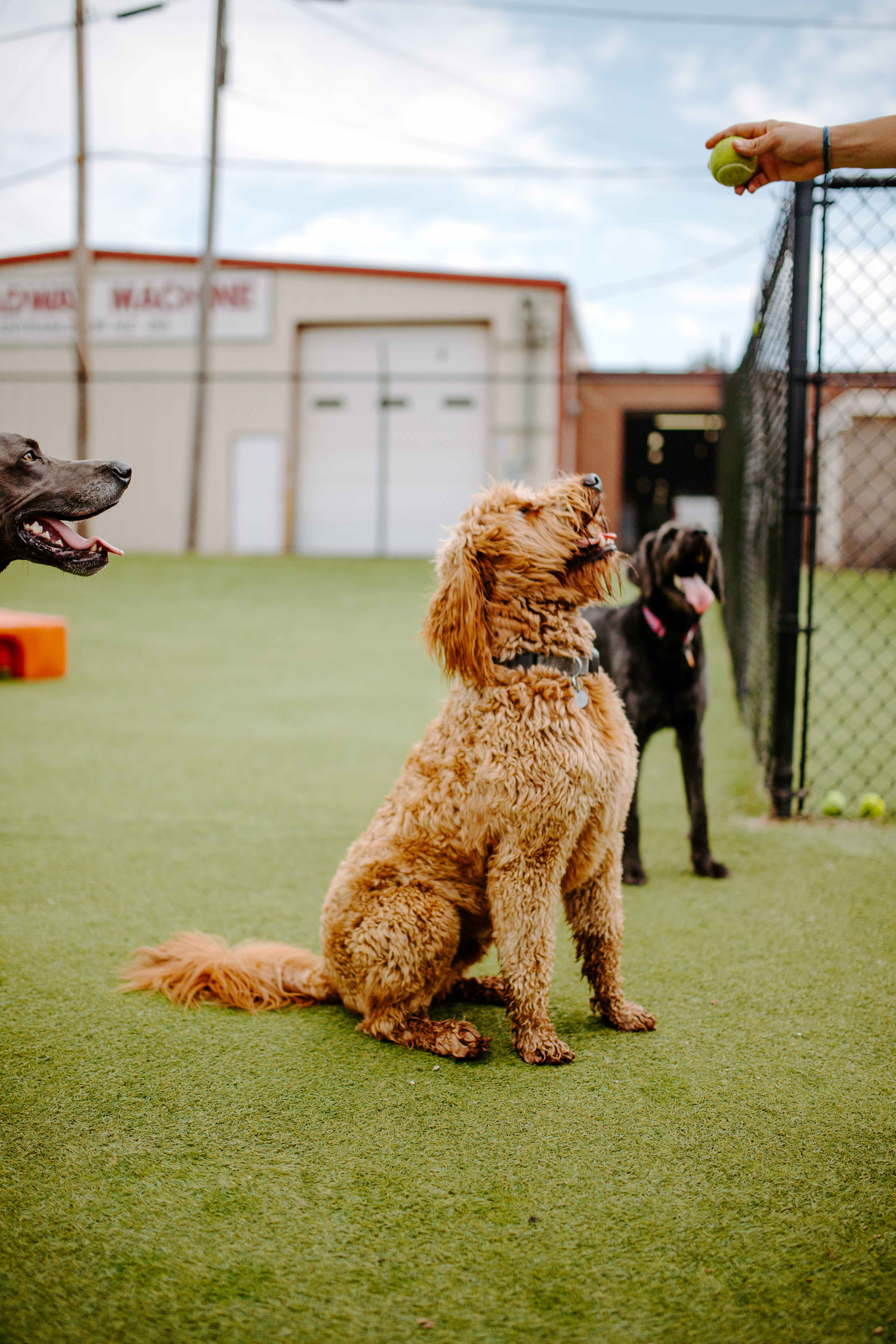 PetExec | The #1 Tool for Pet Care Businesses