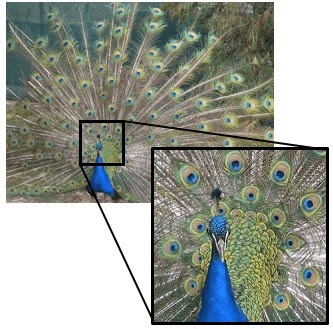 What Is Zero Shot Learning in Image Classification? [Examples]