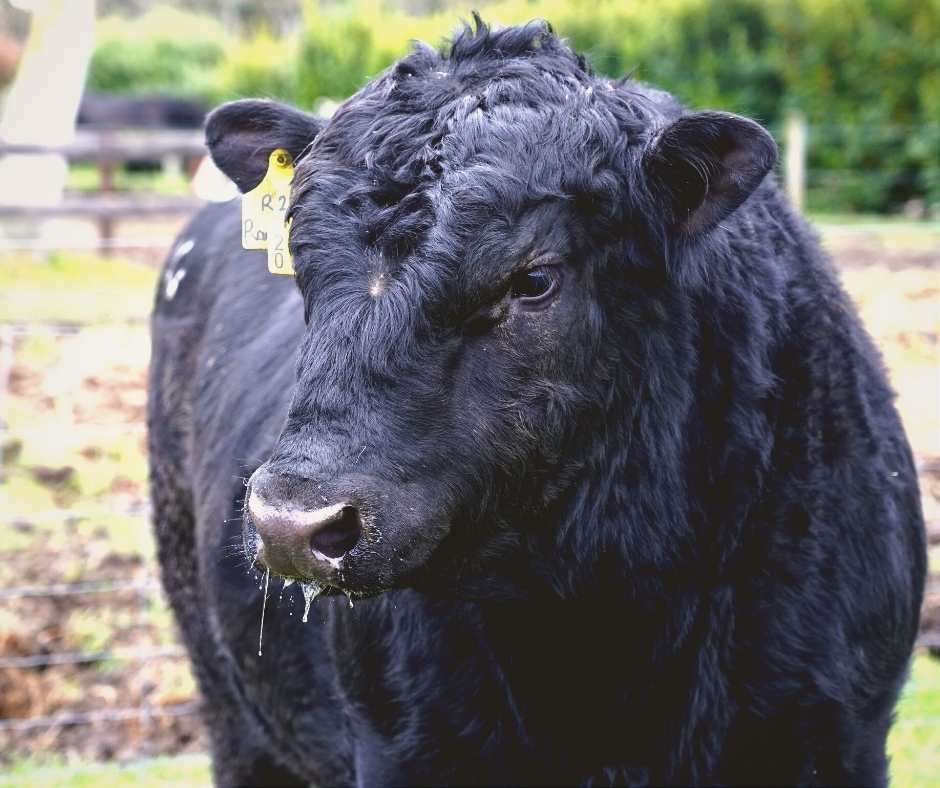 Need our advice on your farm?