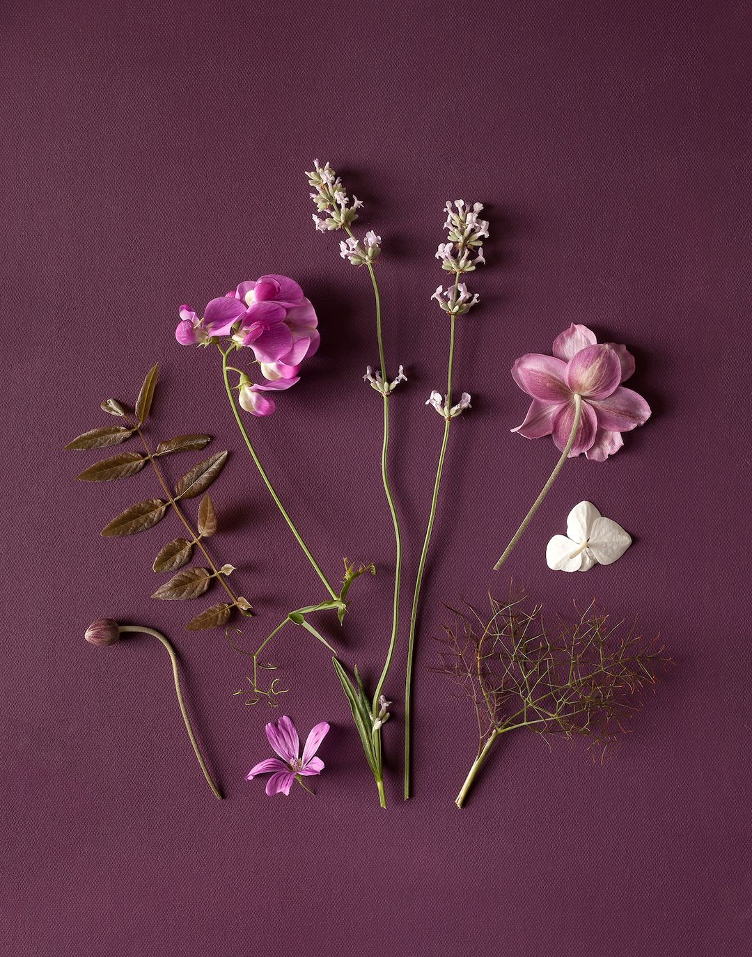 Emma Robinson Still Life with Flowers in Artdoc Photography Magazine ...
