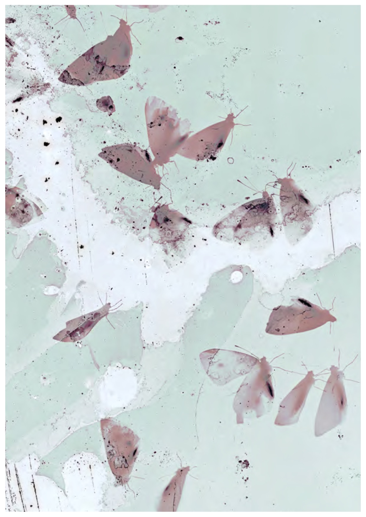 Harry Nankin The ecologically thinking eye - Artdoc Photography Magazine