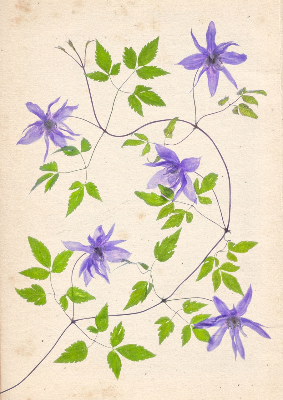 Alex Hadwen-Bennett Timeless Botanicals in Artdoc Photography Magazine ...