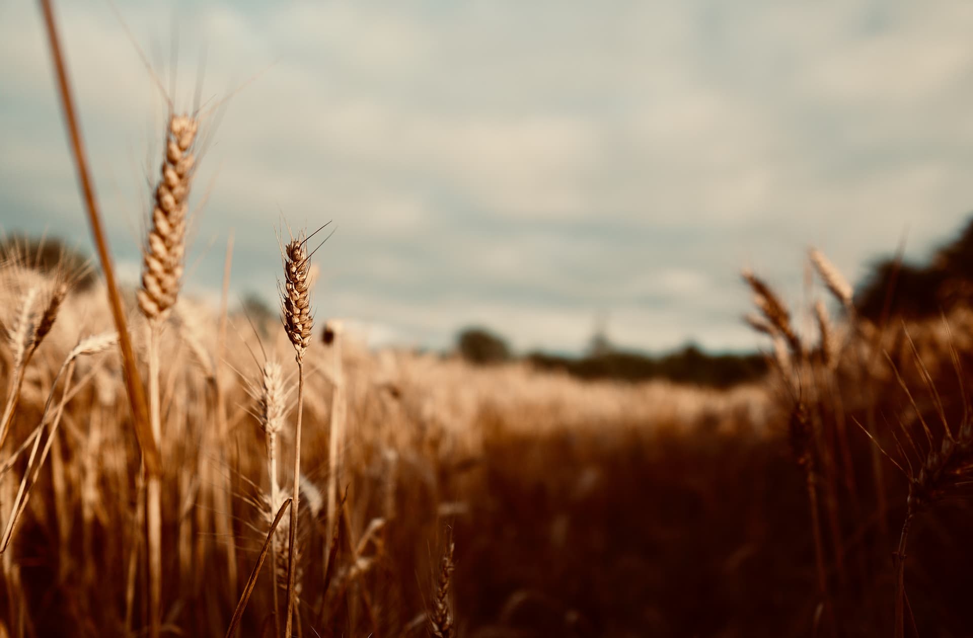 Welcome to Bread for Life Ministry