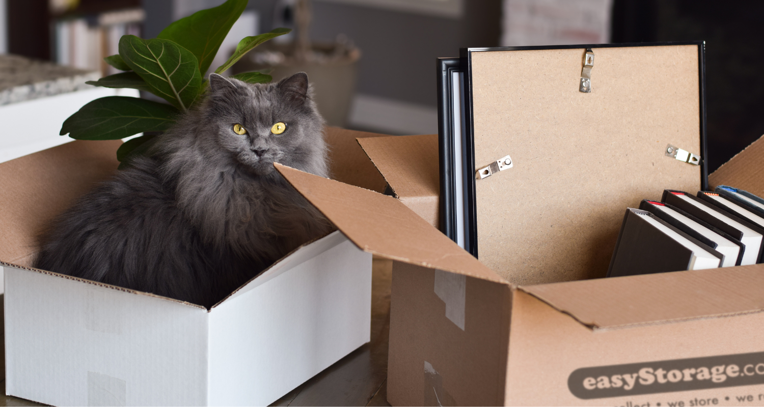 The Ultimate Guide to Moving Home for You and Your Cat | easyStorage