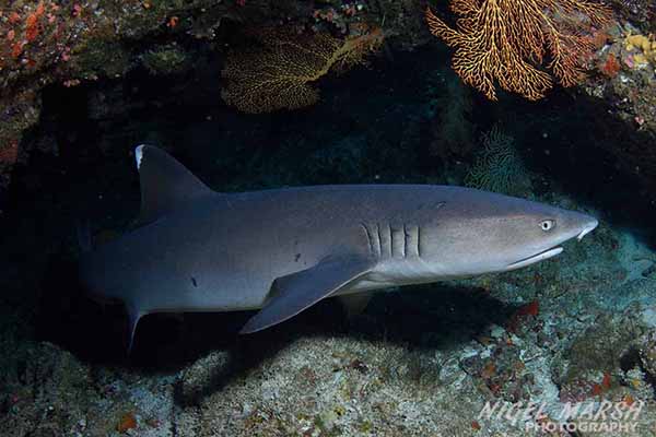 Australia Queensland