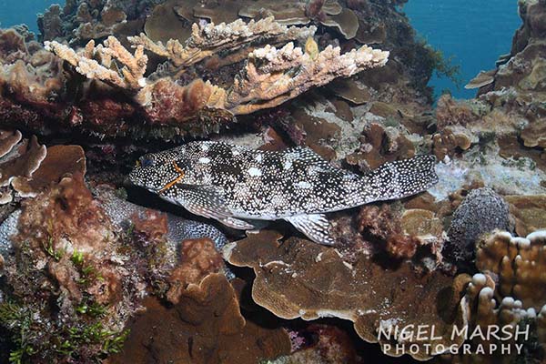 Norfolk Island Divelog