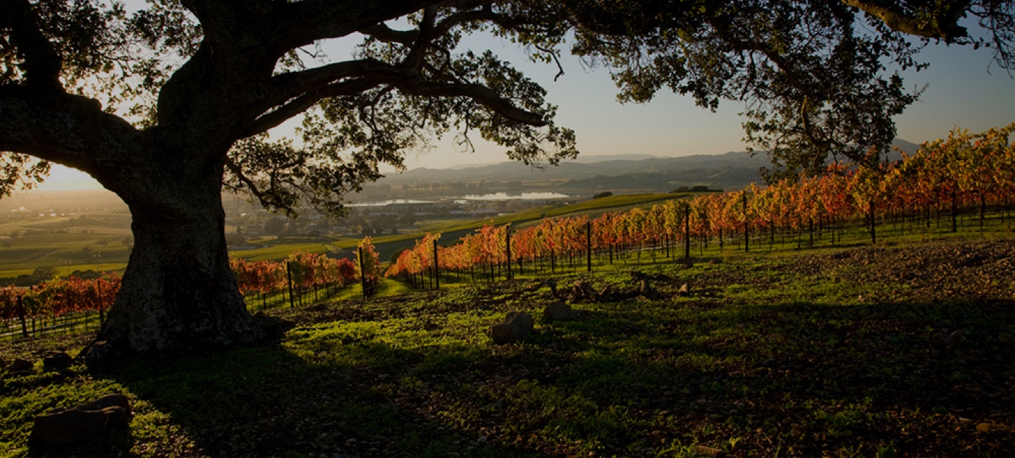 One Oak Capital Management: Investment Management