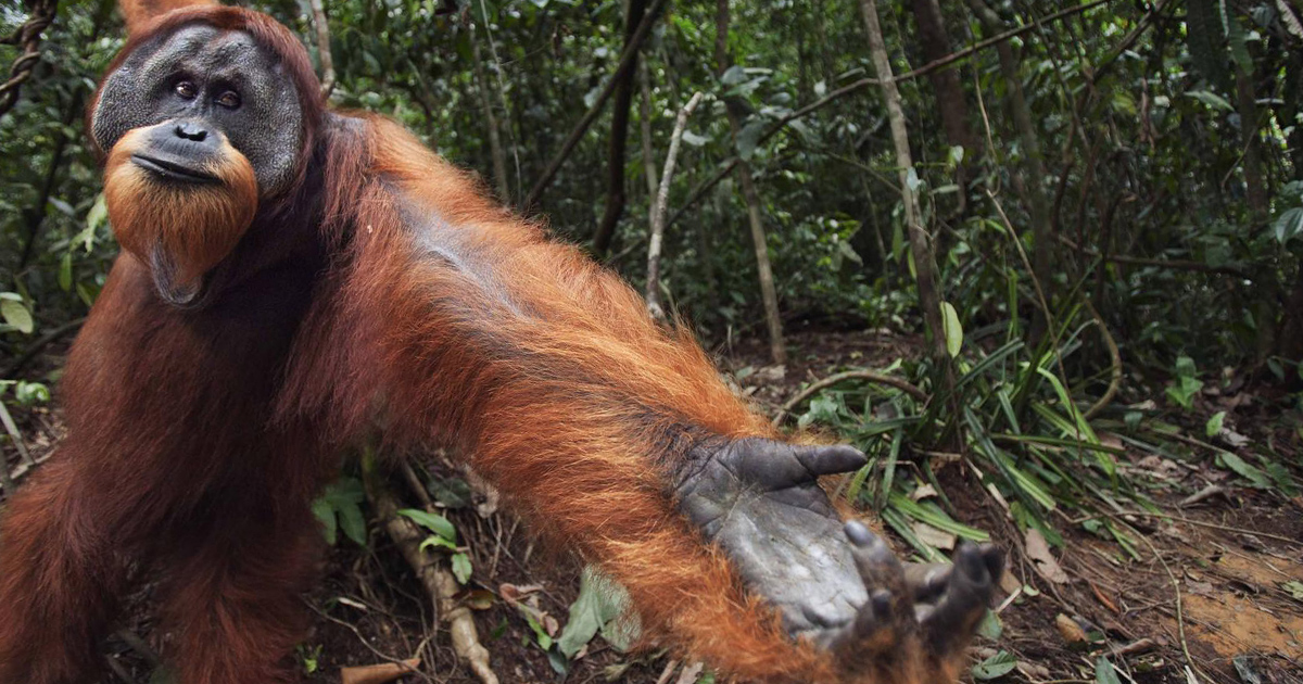 Forestwise - #RainforestValue