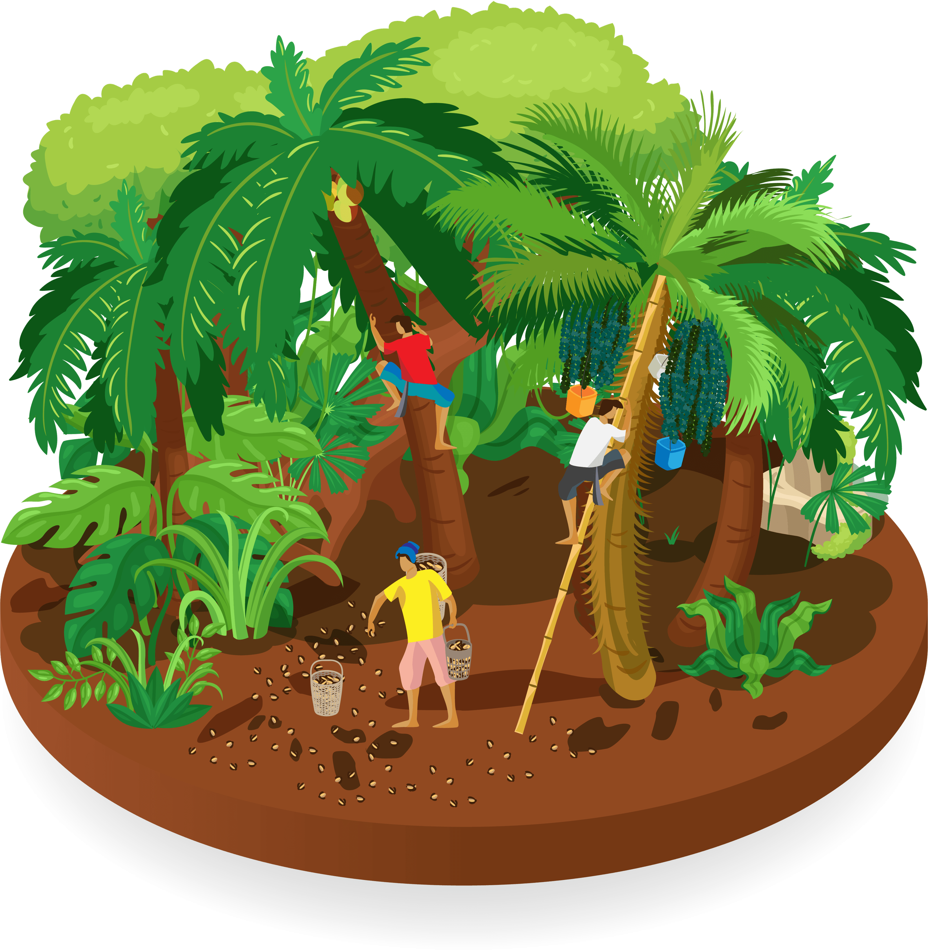 Forestwise - #RainforestValue