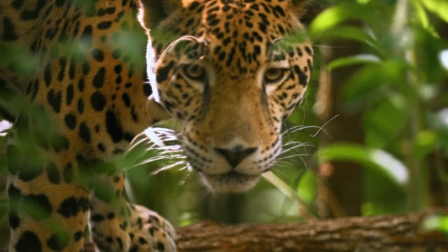 Drive Thru TV | Patrick Pierson