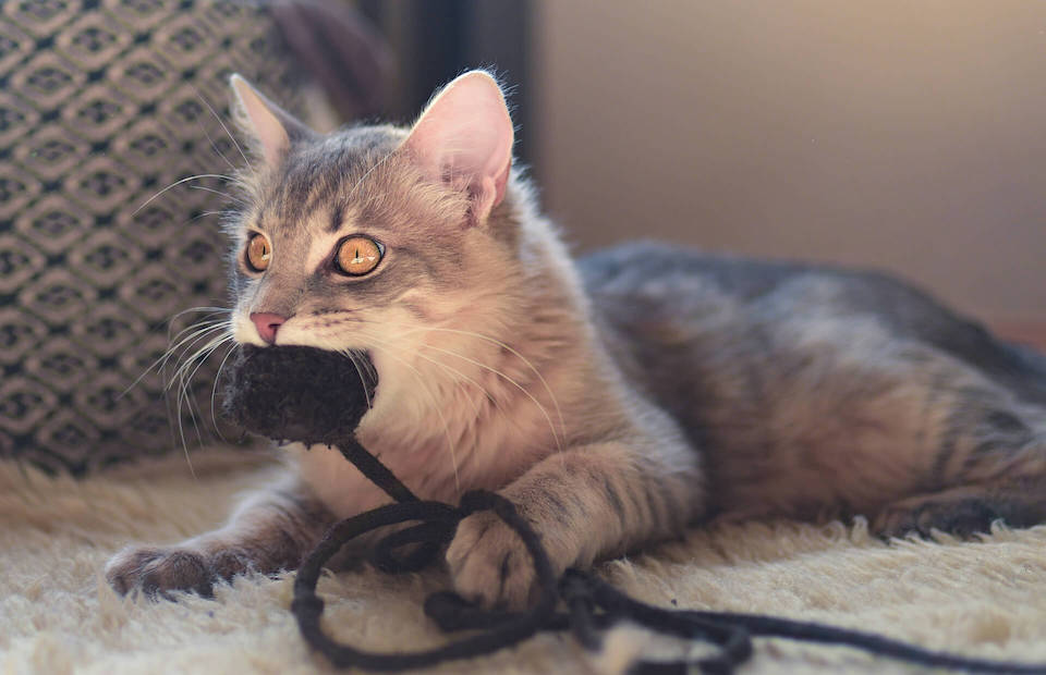 The 14 Best Chew Toys For Cats [With Razor Sharp Teeth]
