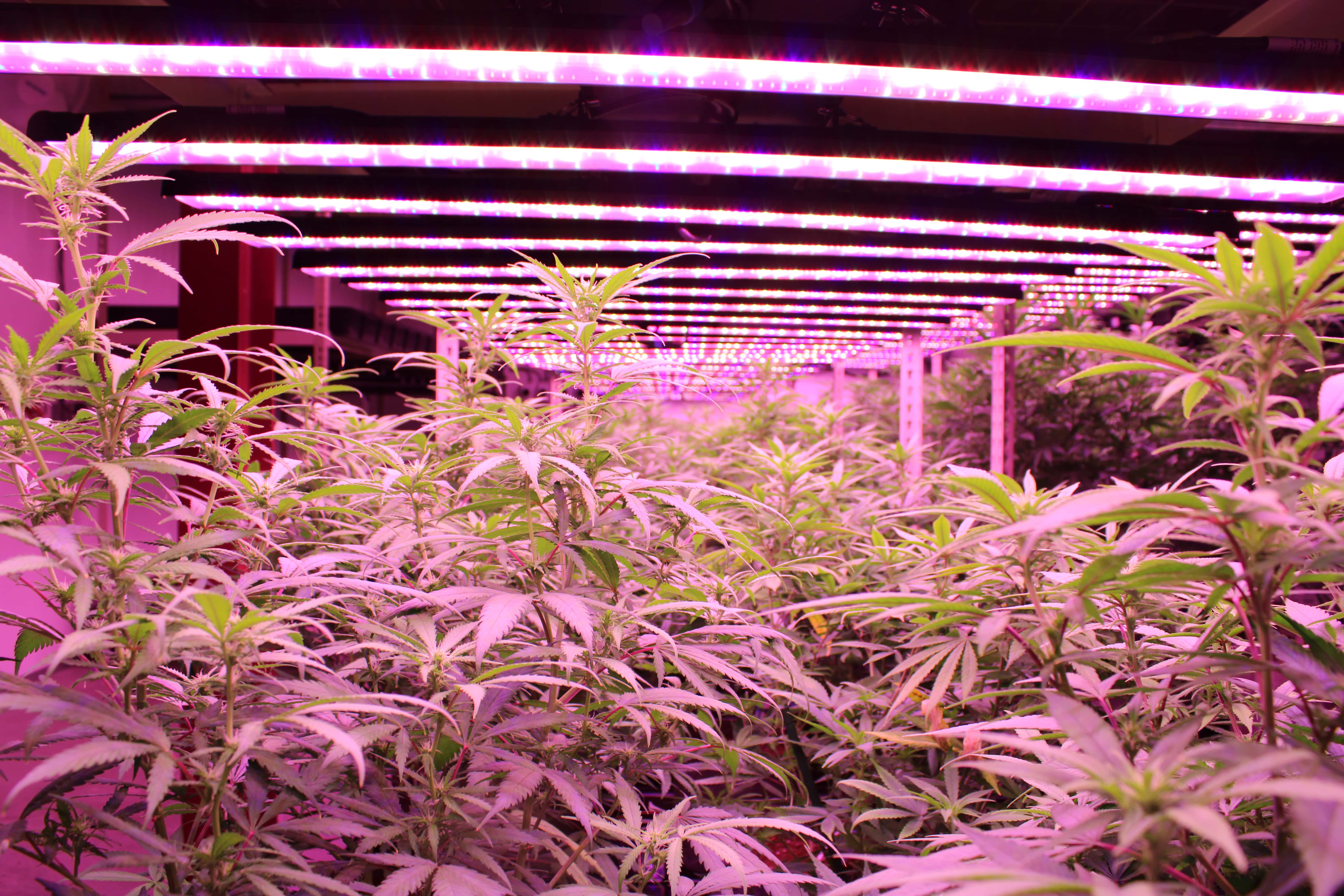 MediFlor Organics Case Study | TSRgrow