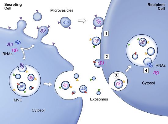 Exosomes: Biological function, Clinical Potential & Utility