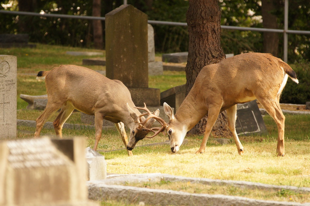 Fight the Deer, or Make Peace? - Capital Daily
