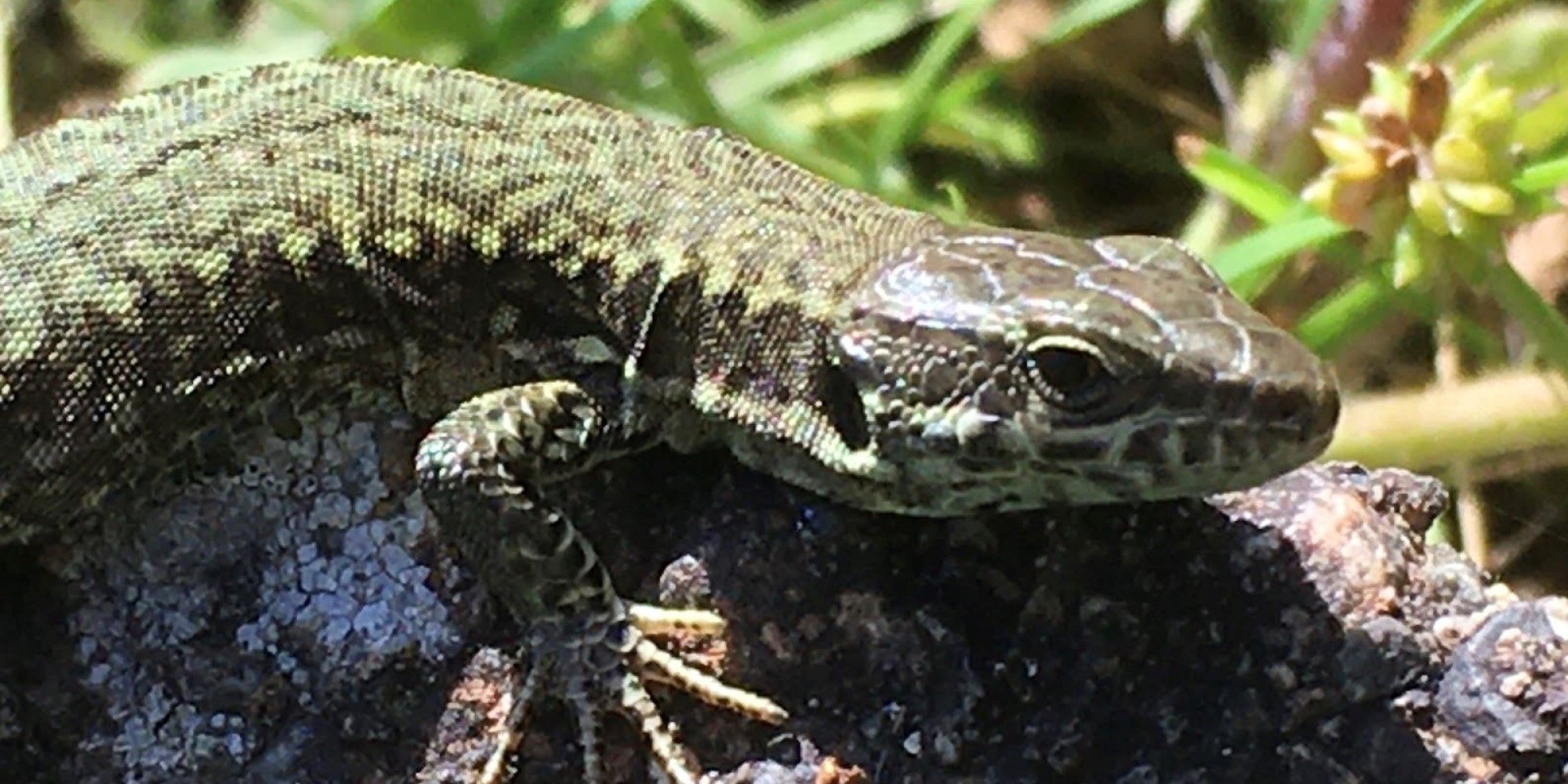 How a roadside zoo unleashed a lizard invasion on Victoria - Capital Daily