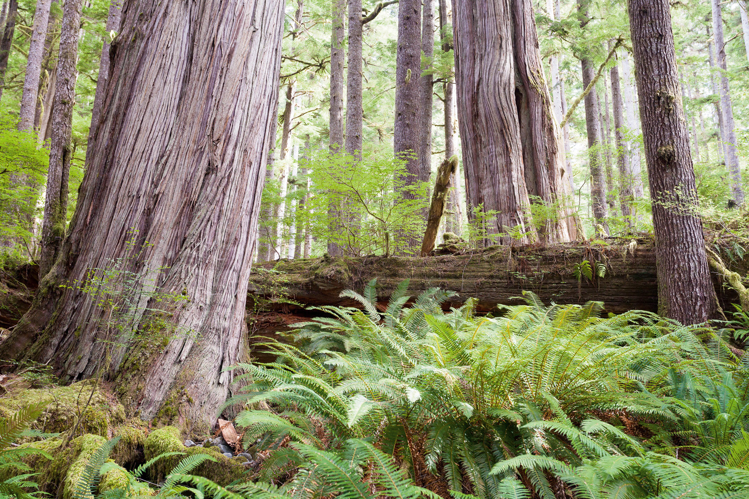 Logging change: old-growth harvesting has deep roots on Vancouver ...