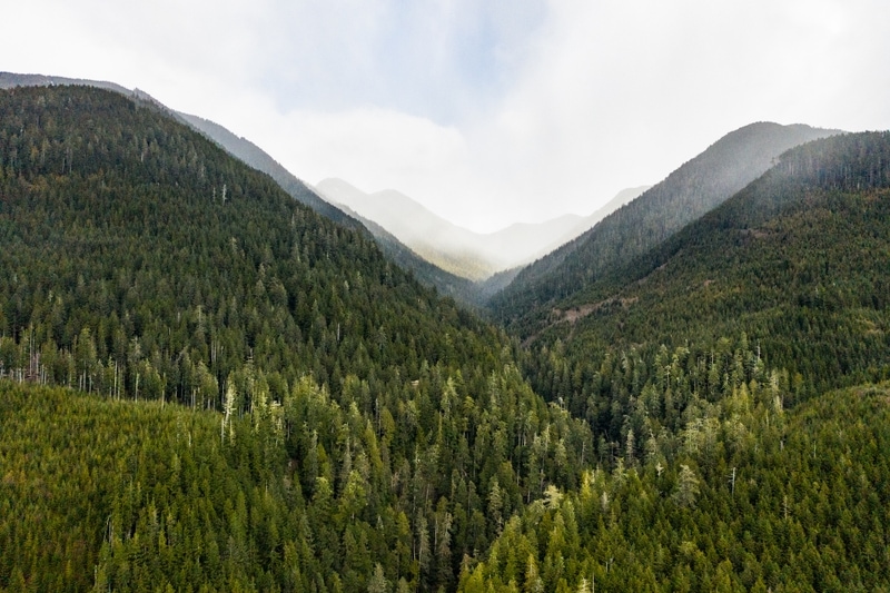 The Fairy Creek blockade, explained from the ground - Capital Daily