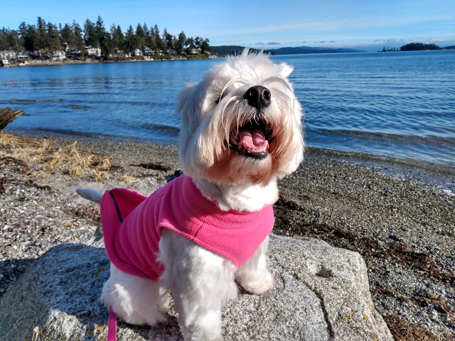 ElderDog Victoria helps seniors keep their canine companions - Capital ...