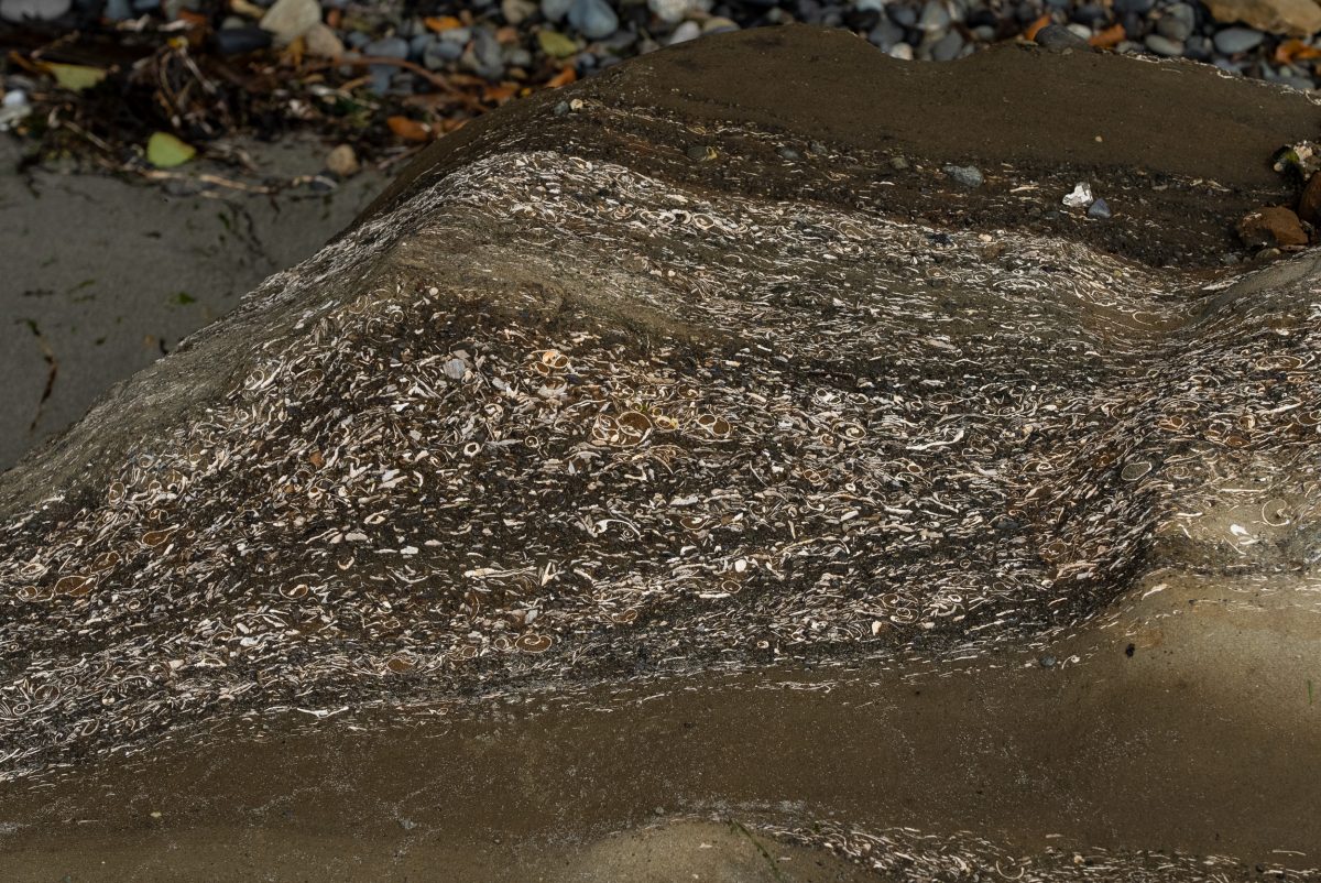 From Sooke to the Smithsonian: how a fossil found in a local cliff face ...