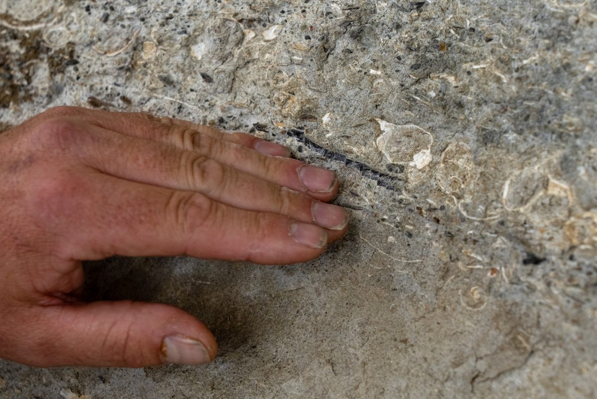 From Sooke to the Smithsonian: how a fossil found in a local cliff face ...