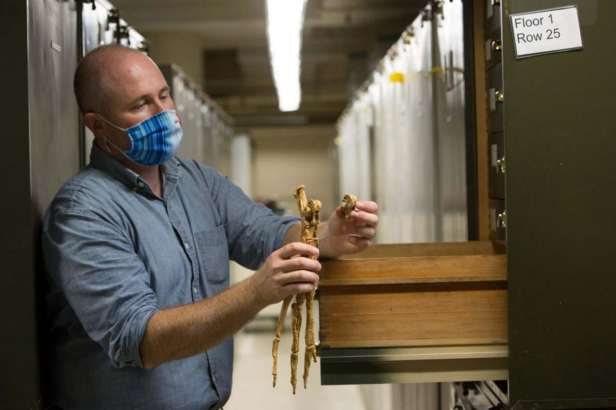 From Sooke to the Smithsonian: how a fossil found in a local cliff face ...