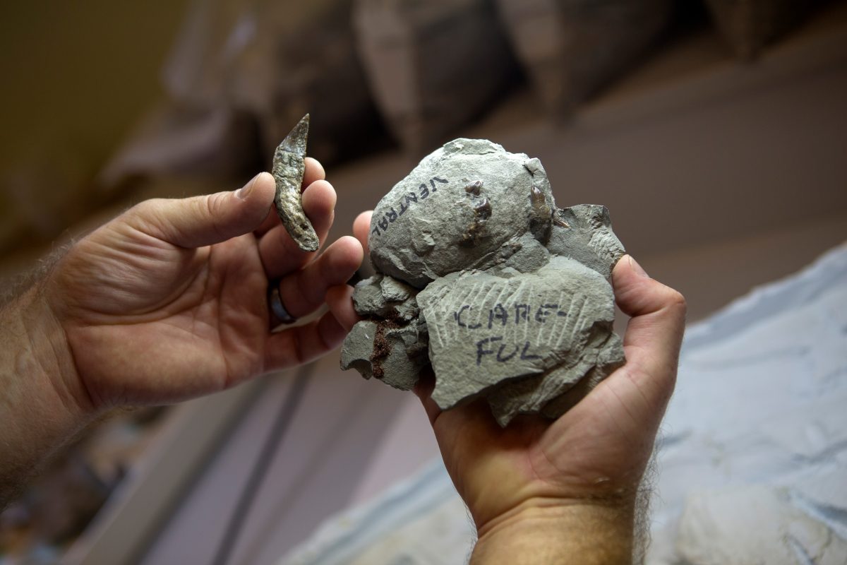 From Sooke to the Smithsonian: how a fossil found in a local cliff face ...