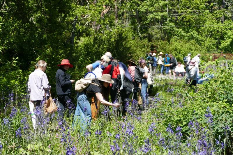 Vancouver Island is a wild food smorgasbord. If you forage, here's how ...