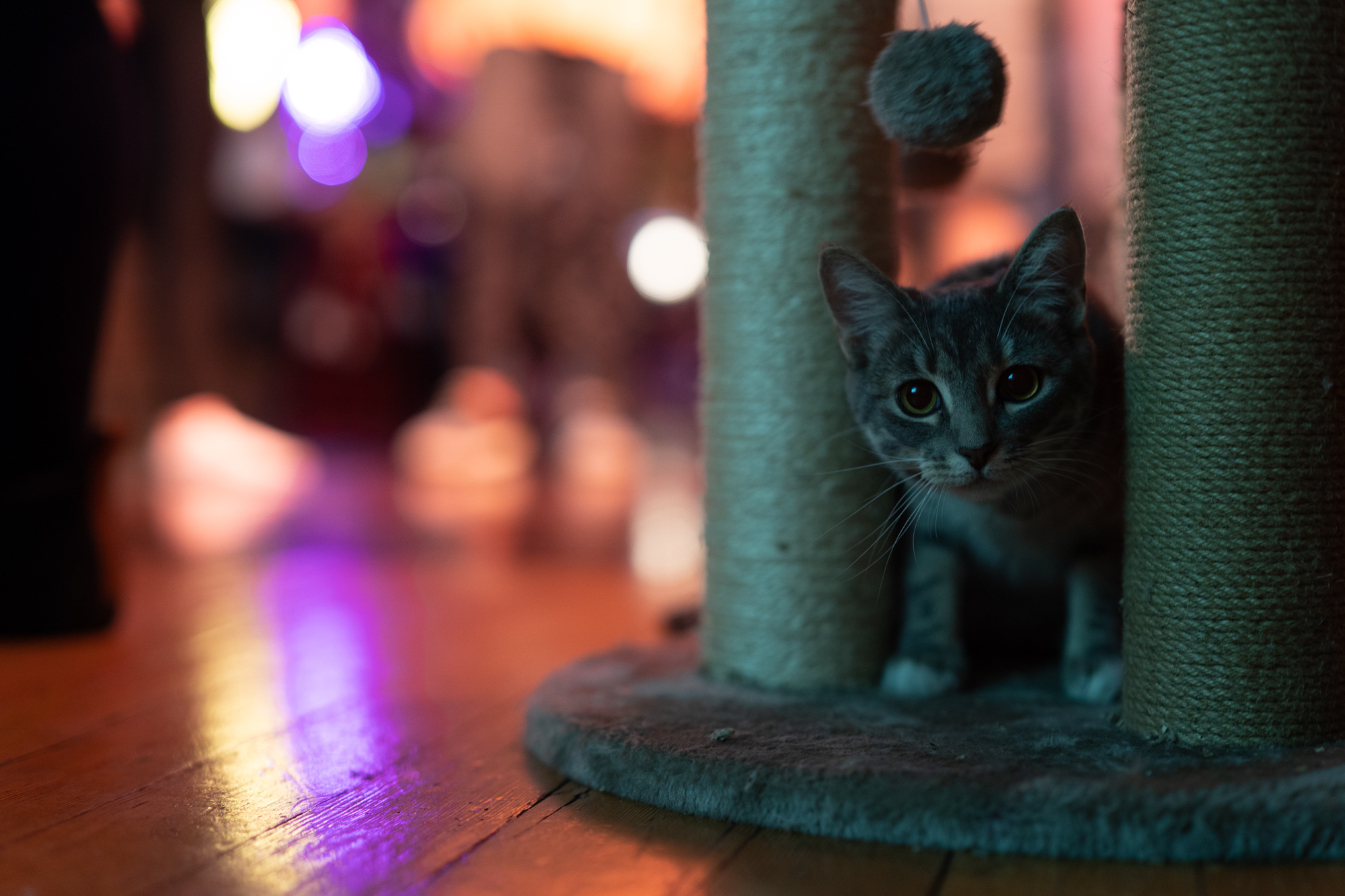 It’s rude, irreverent, and possibly the funniest thing in Victoria ...