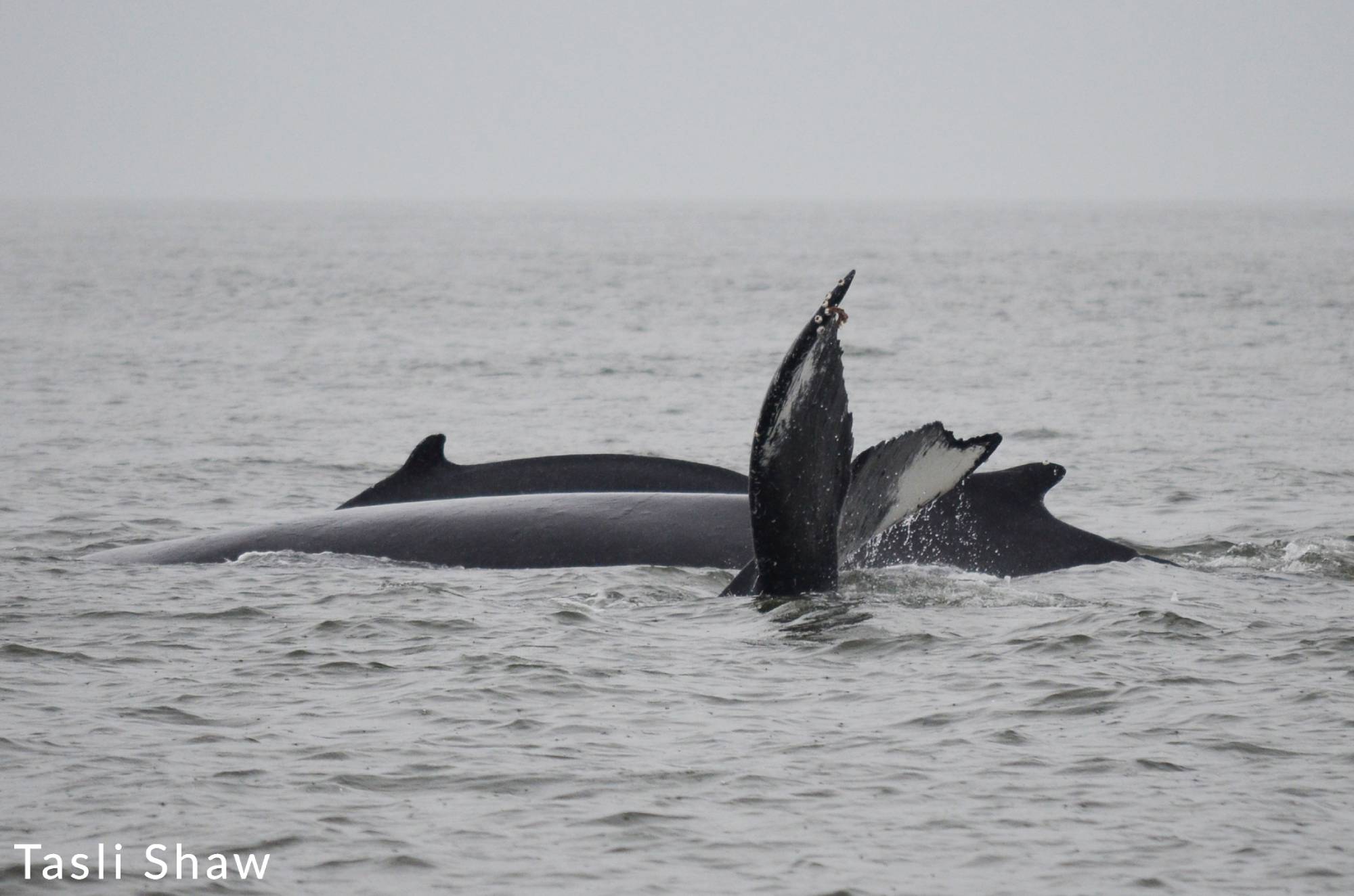 Humpback comeback: Record number of humpback whales spotted in Salish ...
