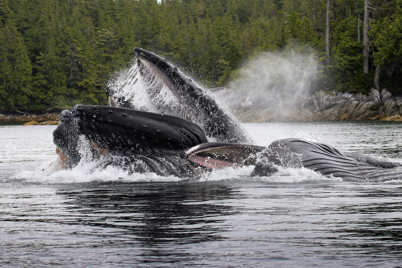 It’s a new season of whale song on the West Coast - Capital Daily