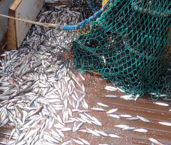 DFO’s new monitoring program proves there’s no free lunch for our ...