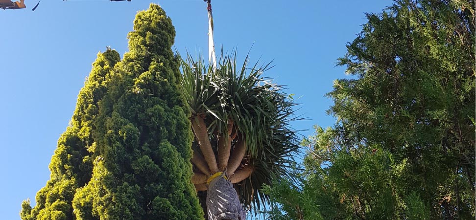 🌳 Tree Removal Perth | Lumberjacks WA | Tree Services Perth