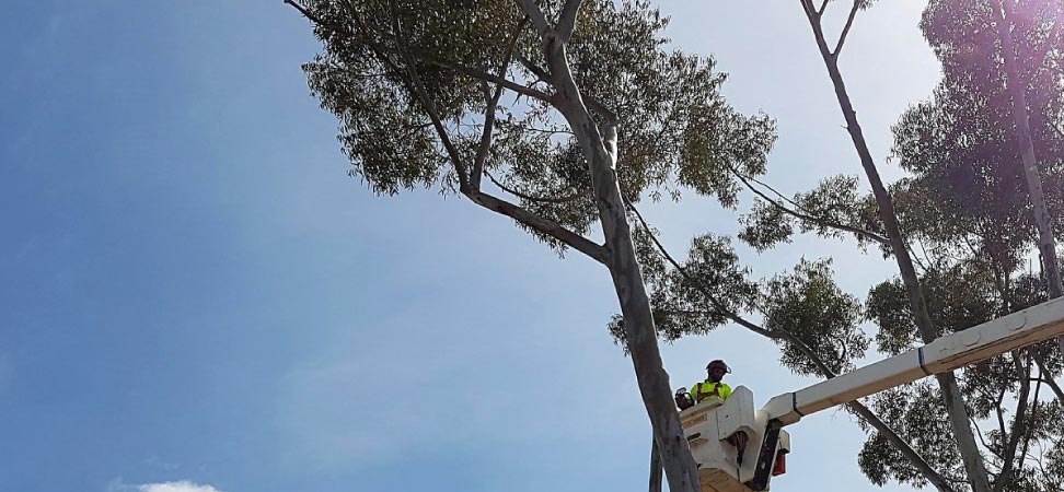 🌳 Tree Lopping Perth | Lumberjacks WA | Tree Services Perth