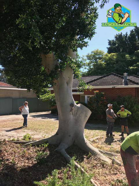 🌳 Tree Lopping Perth | Lumberjacks WA | Tree Services Perth