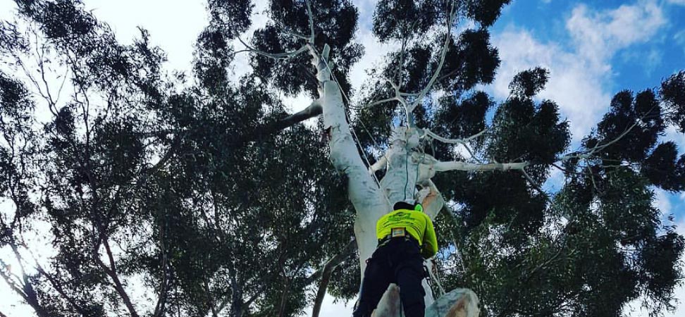 🌳 Mulch Perth | Lumberjacks WA | Tree Services Perth