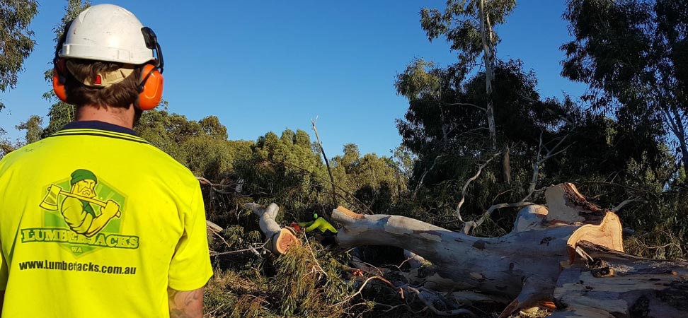 🌳 Mulch Perth | Lumberjacks WA | Tree Services Perth
