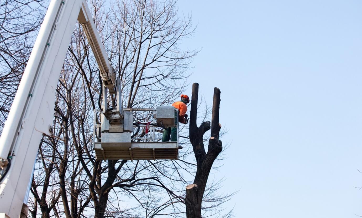🌳 5 Signs Your Trees in Perth Need Lopping and Why You Shouldn't Delay ...
