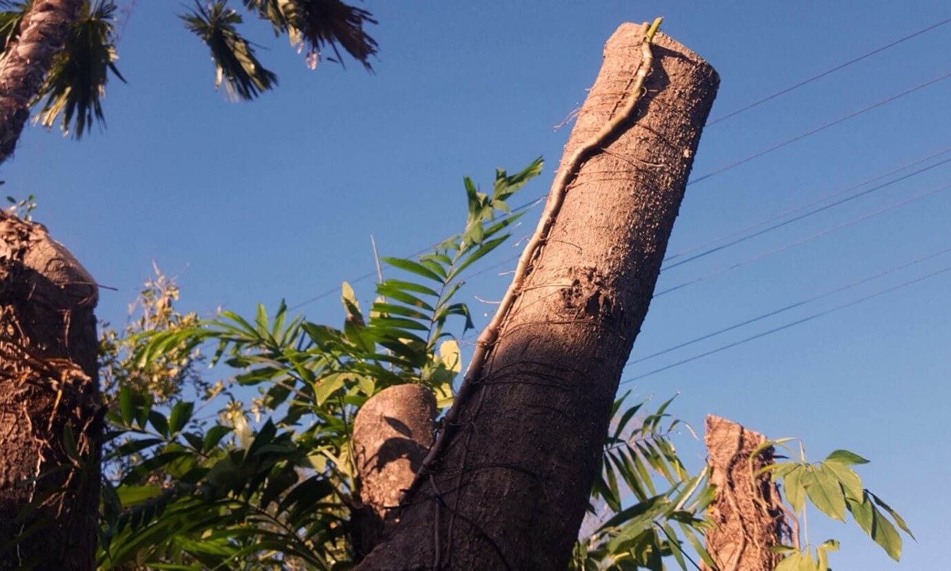 🌳 5 Signs Your Trees in Perth Need Lopping and Why You Shouldn't Delay ...