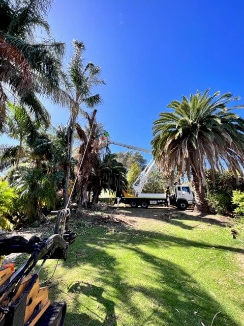 🌳 Palm Cleaning: A Comprehensive Guide | Lumberjacks WA