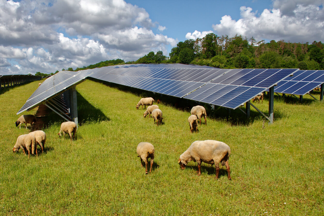 Best Solar Panels for Farming and Agriculture