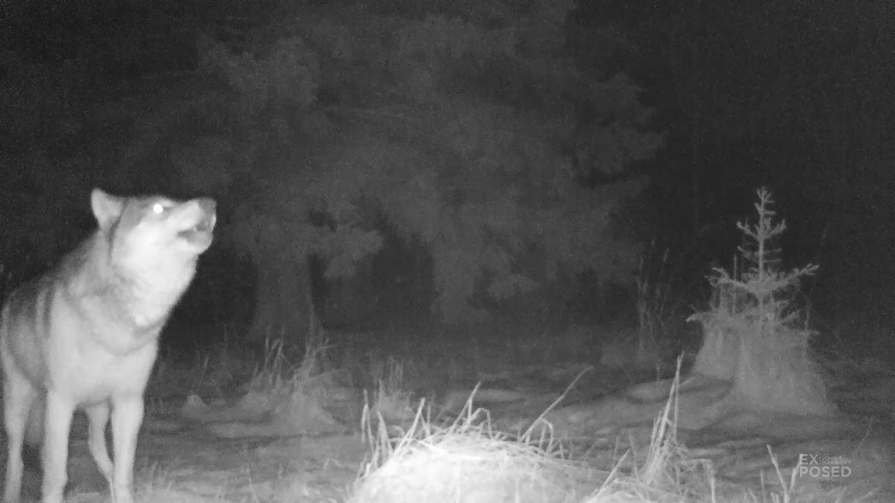 VIDEO | Trail Cam Captures a Wolf at Night! - Trailcam 02