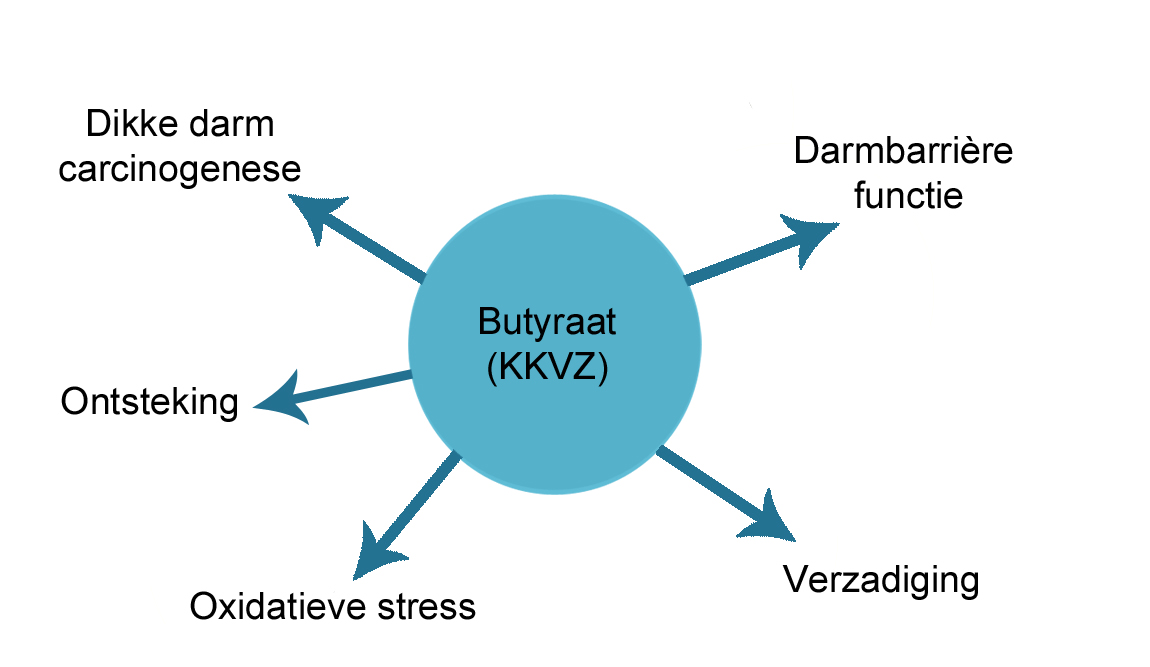 Butyraatvormers en darmgezondheid