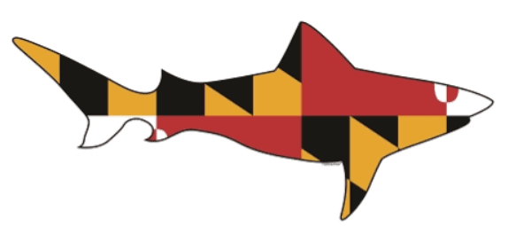 Swim Safely: Great White Sharks in Maryland Waters and A Call for ...