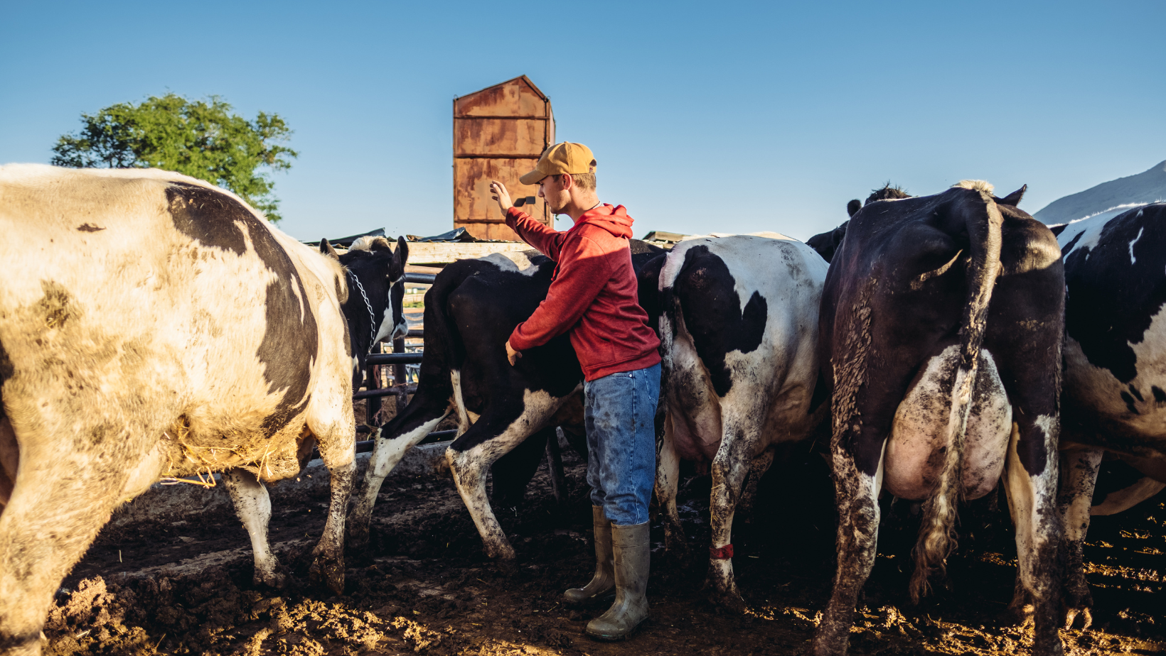 Enhancing Traceability in the Dairy Industry: Importance and Benefits