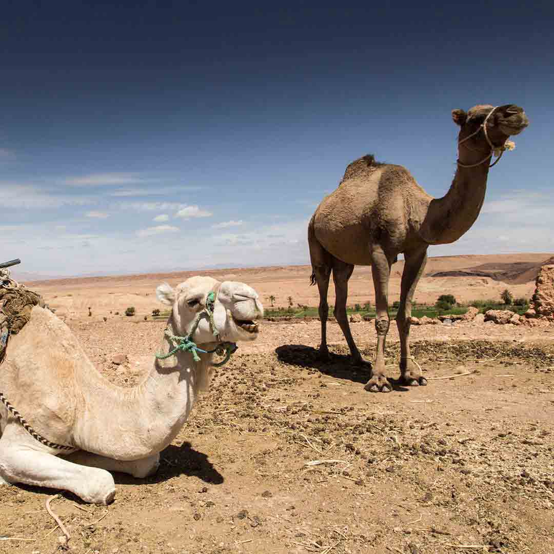 Glaoui Palace Daytrip for School Trips to Morocco